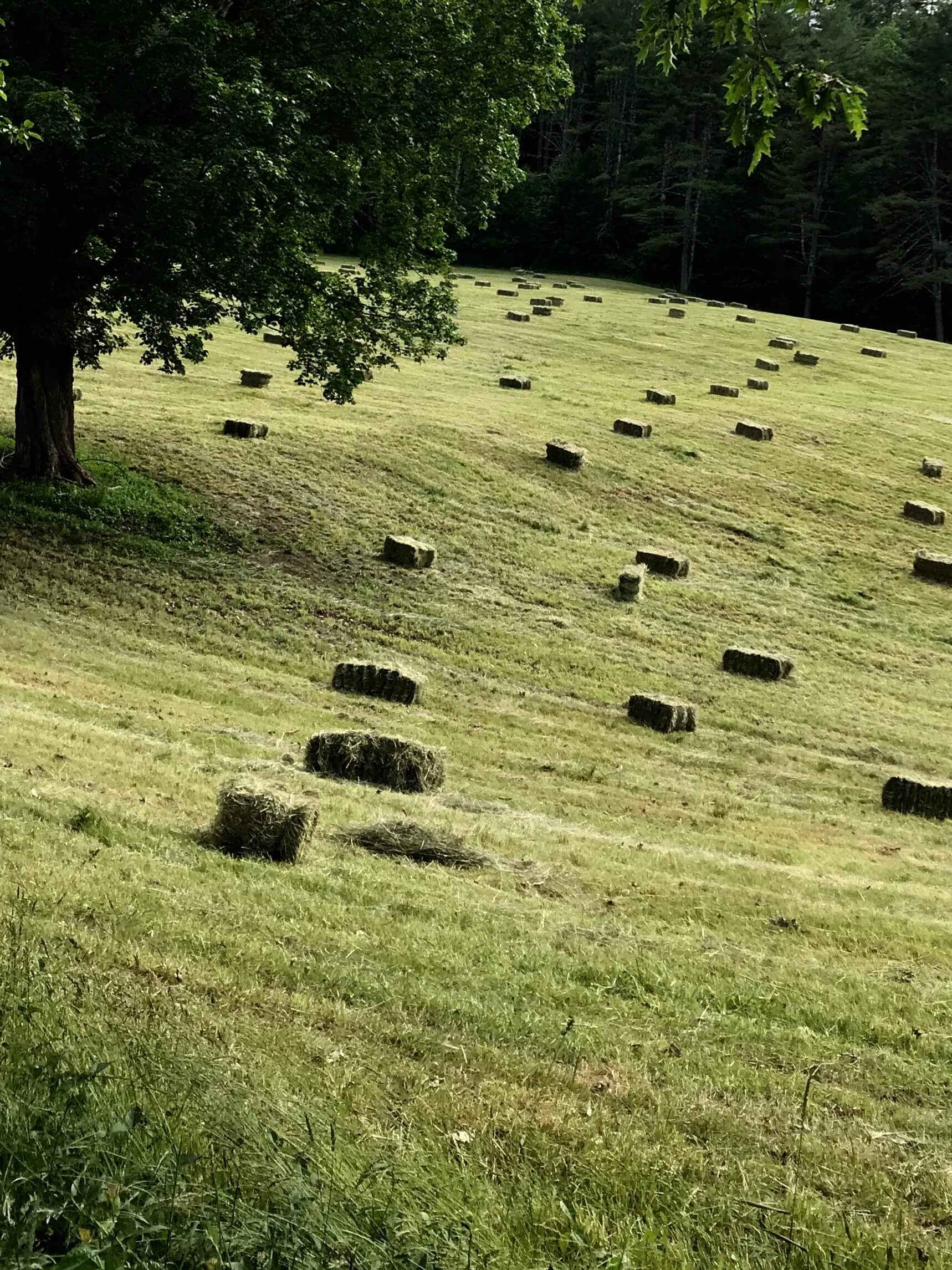 Committees – Warwick, MA